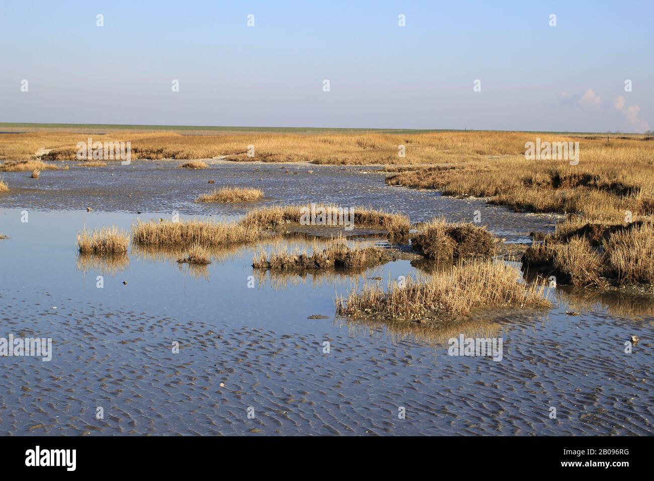 dry grass and grass polls at the mudflat in a marsh along the ...