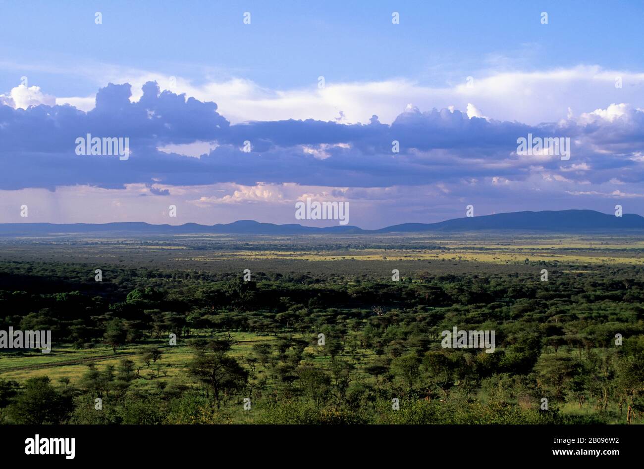 TANZANIA, SERENGETI, BUSHLAND Stock Photo - Alamy