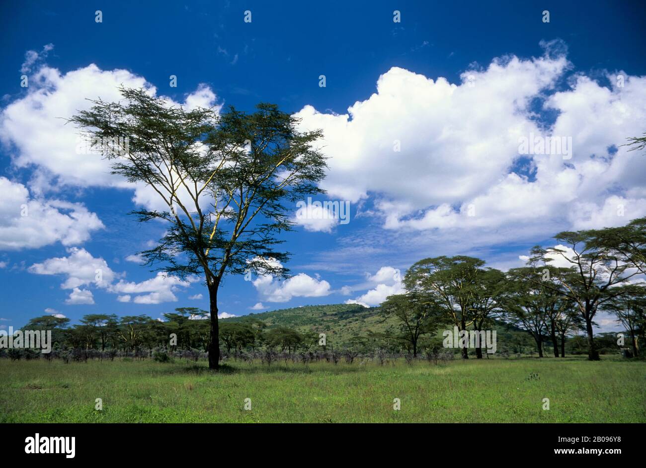 TANZANIA, SERENGETI, YELLOW FEVER TREES Stock Photo - Alamy