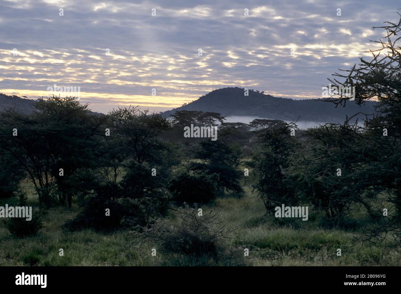 TANZANIA, SERENGETI, MORNING MIST Stock Photo - Alamy
