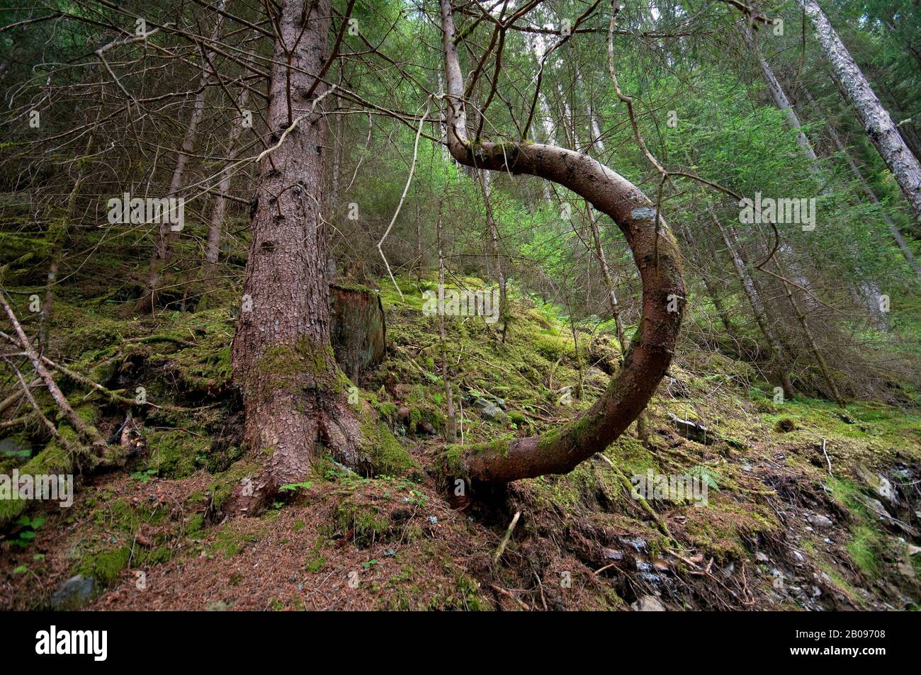 Curved tree hi-res stock photography and images - Alamy
