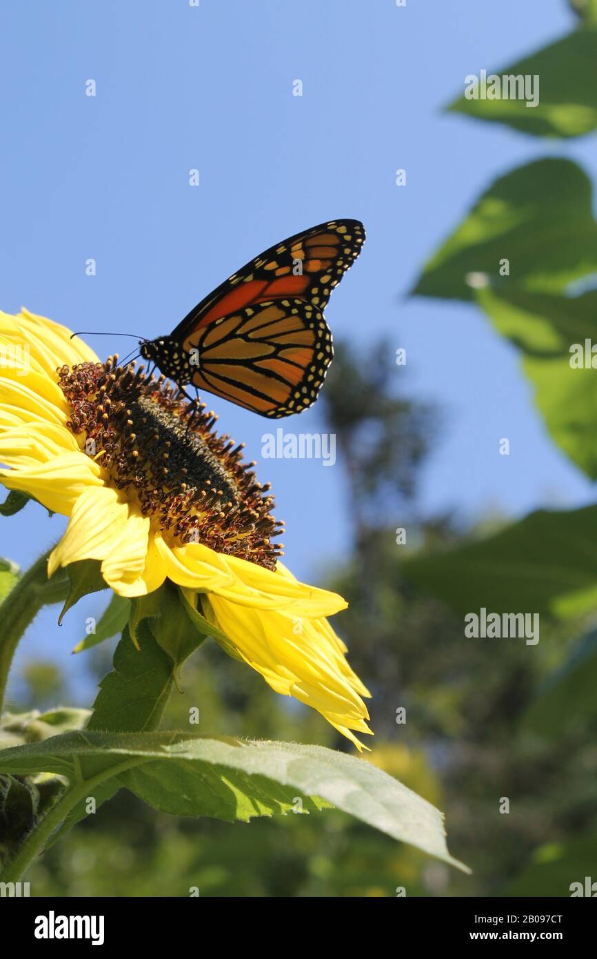 Monarch butterfly on sunflower in Maine backyard garden Stock Photo - Alamy