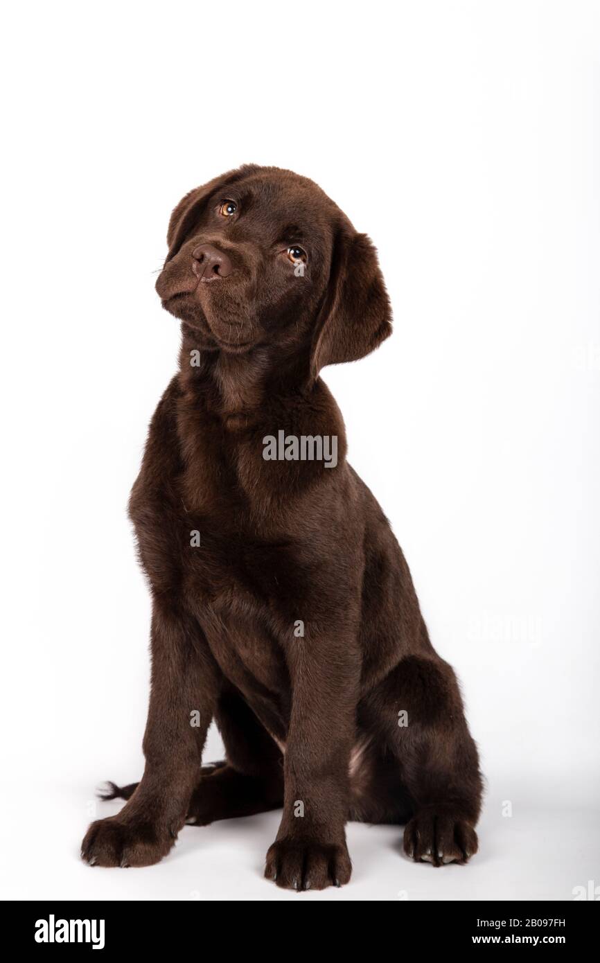 Funny puppy of 3 months old chocolate colored labrador breed sitting ...