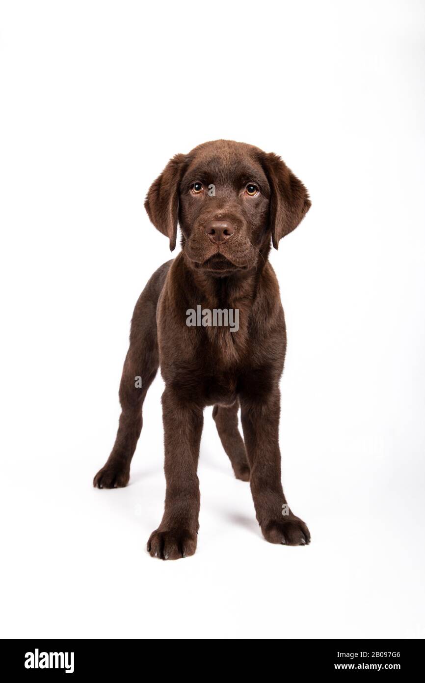 Beautiful 3 month Labrador dog looking towards camera on white ...