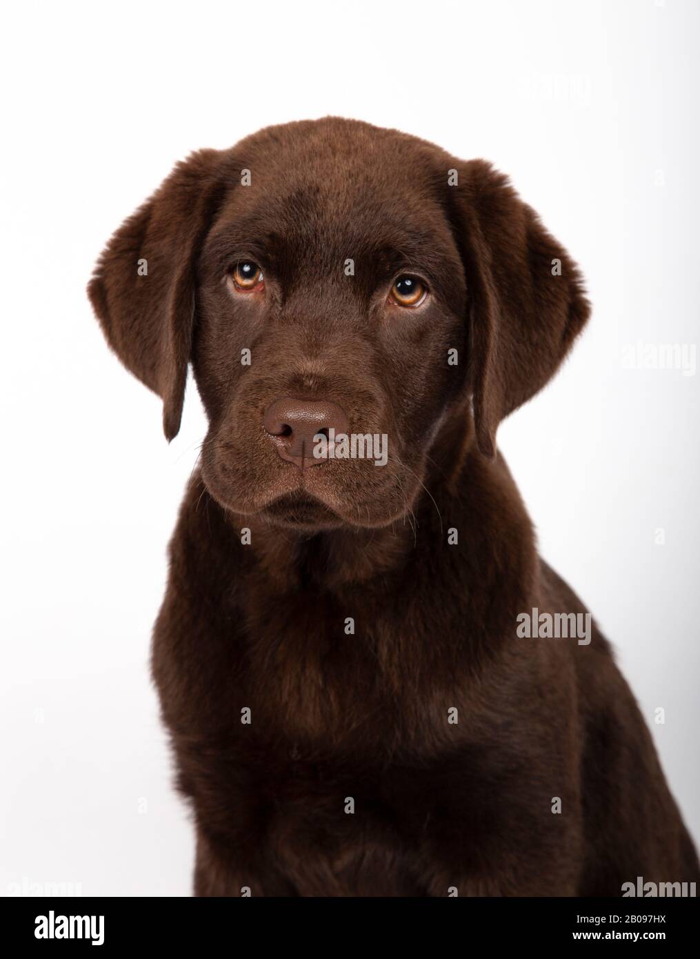 Portrait of beautiful chocolate colored Labrador puppy looking towards ...