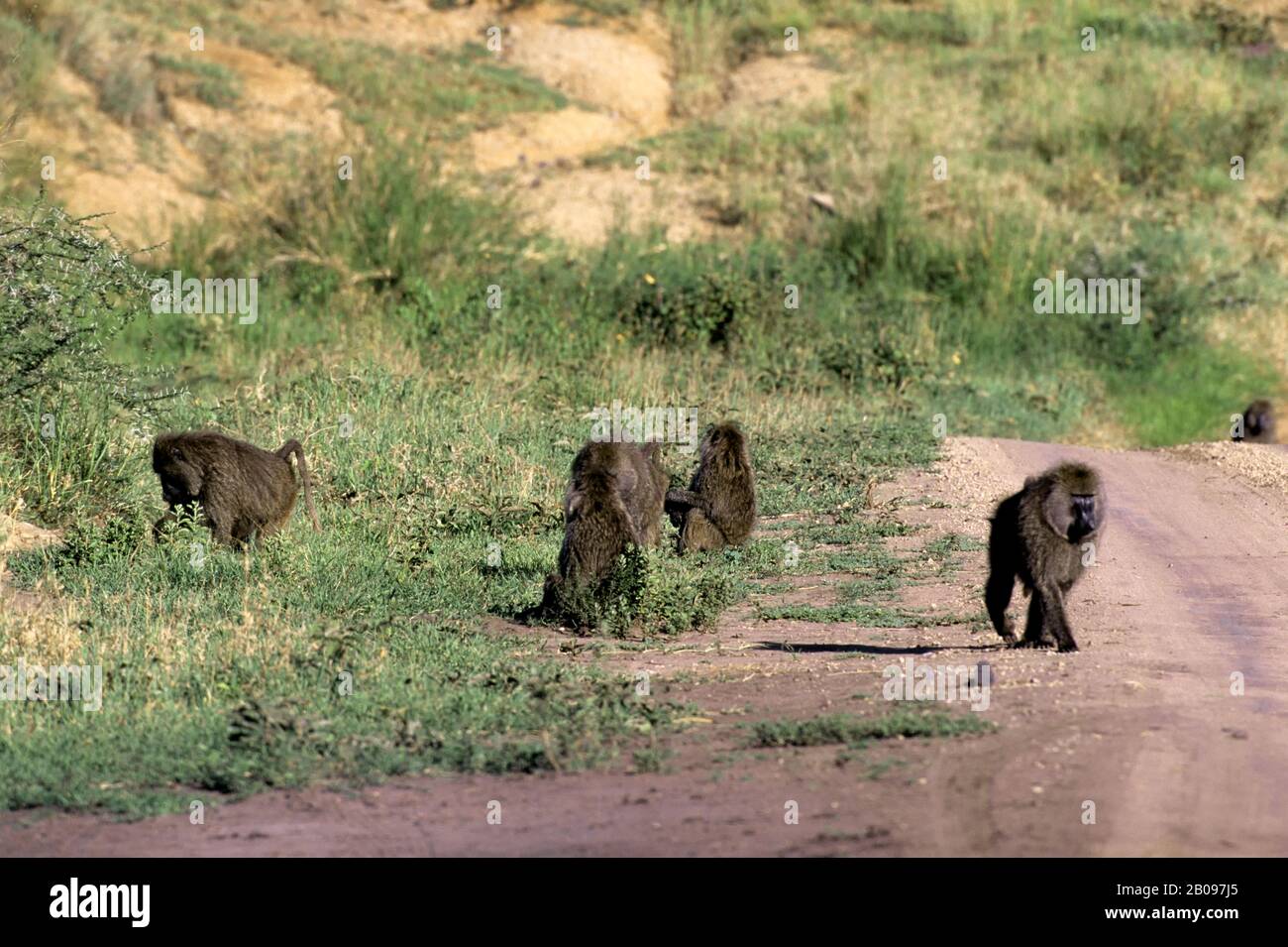 Baboon by roadside hi-res stock photography and images - Alamy