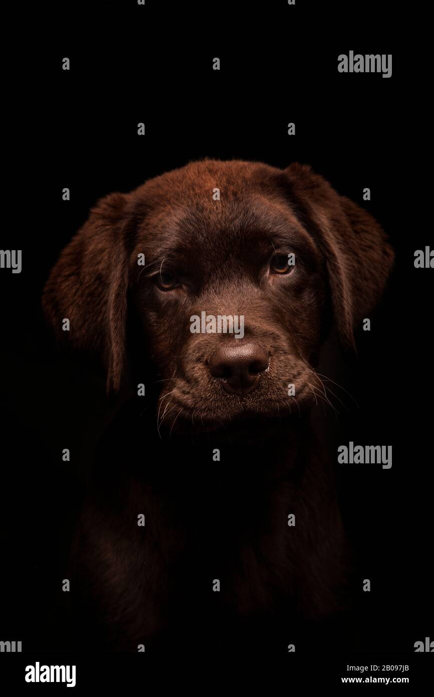 Close-up of beautiful three month old labrador puppy on black ...