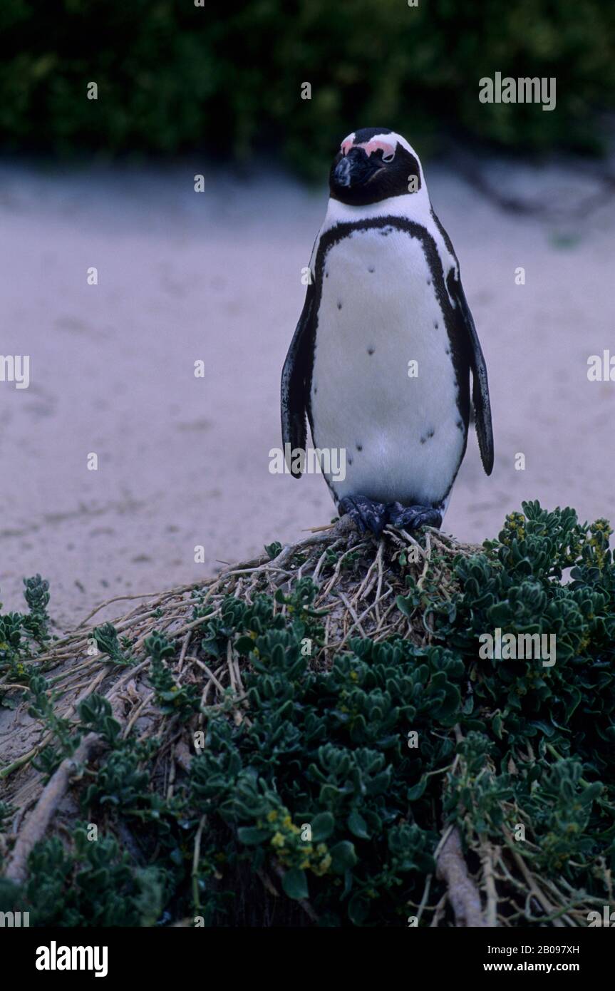 Jackass penguin standing on plant on beach hi-res stock photography and ...