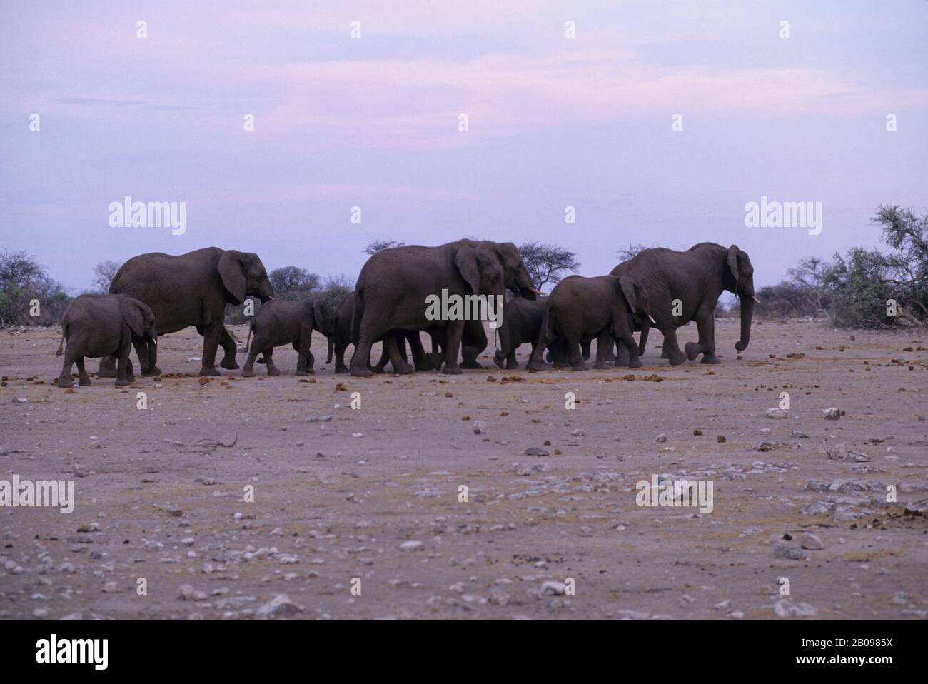 Namibia elephant herd hi-res stock photography and images - Alamy