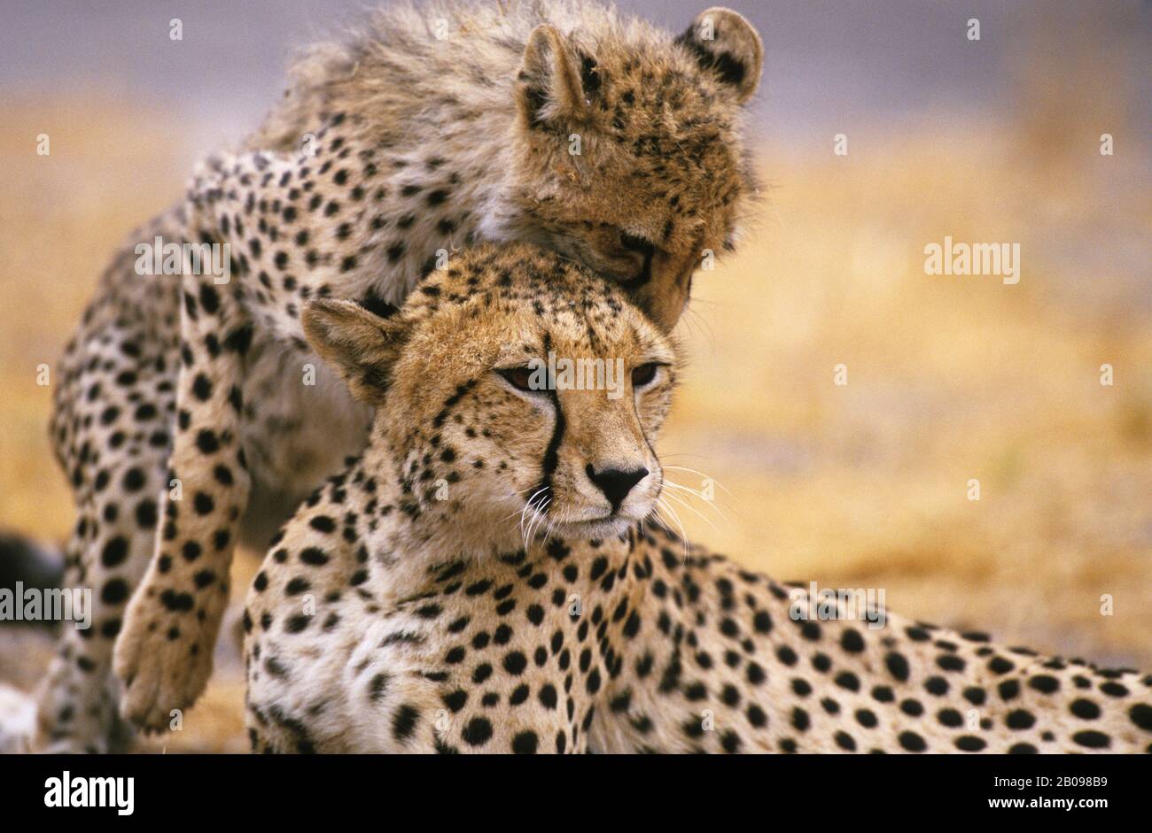 BOTSWANA, OKAVANGO DELTA, MOMBO ISLAND, CHEETAH WITH CUB Stock Photo ...