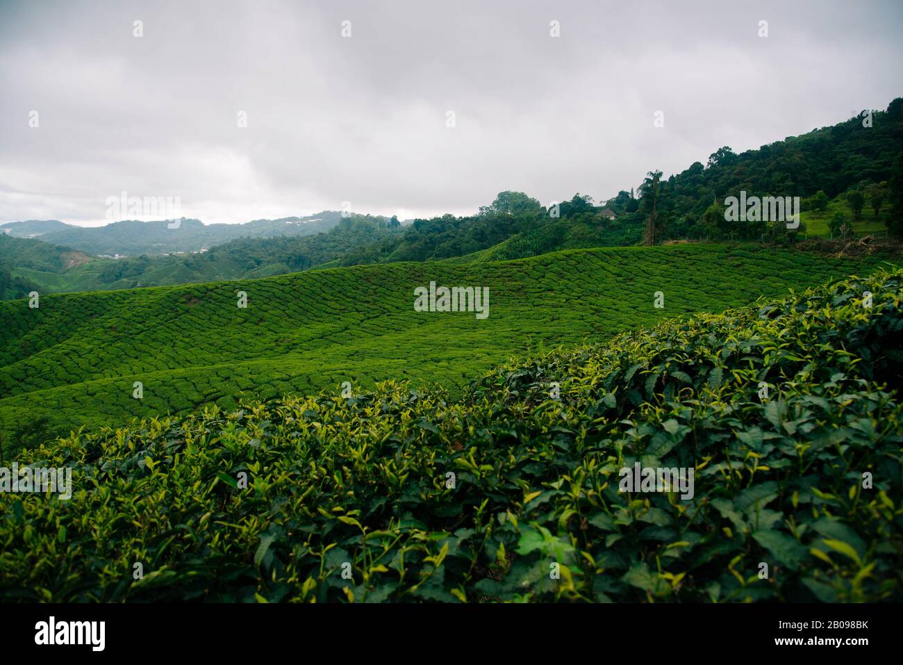 Sunrise tea plantation cameron highlands hi-res stock photography and ...