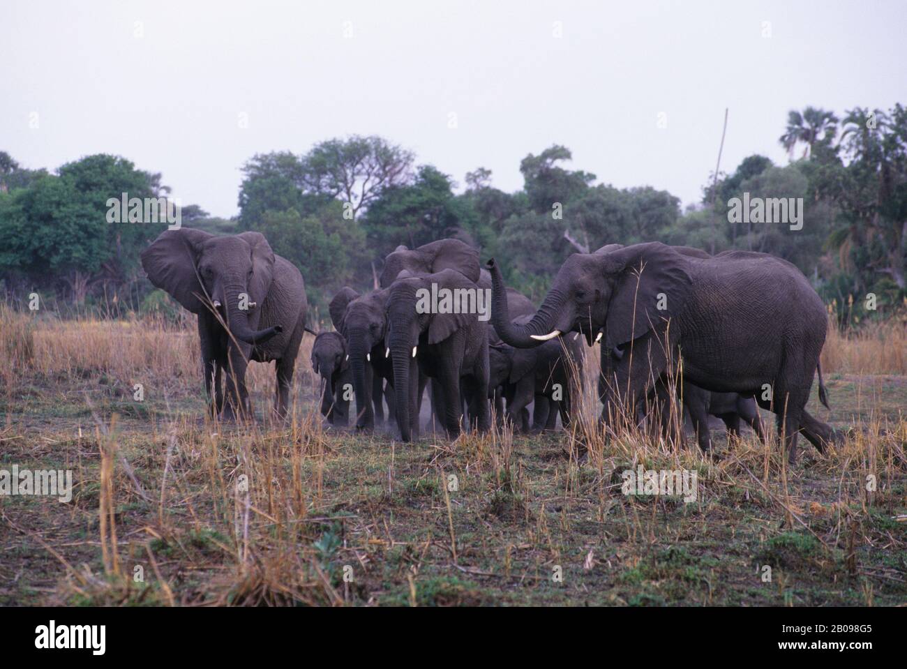 BOTSWANA, OKAVANGO DELTA, MOMBO ISLAND, ELEPHANT HERD Stock Photo - Alamy