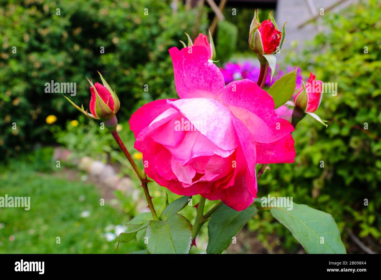 Red rose as a natural and holidays background, nature Stock Photo - Alamy