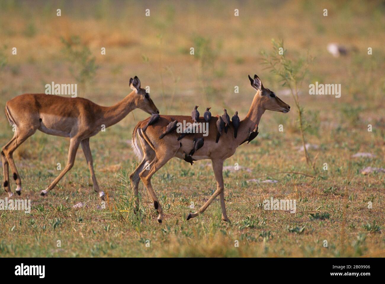 BOTSWANA, OKAVANGO DELTA, MOMBO ISLAND, IMPALA WITH OXPECKER BIRDS ...