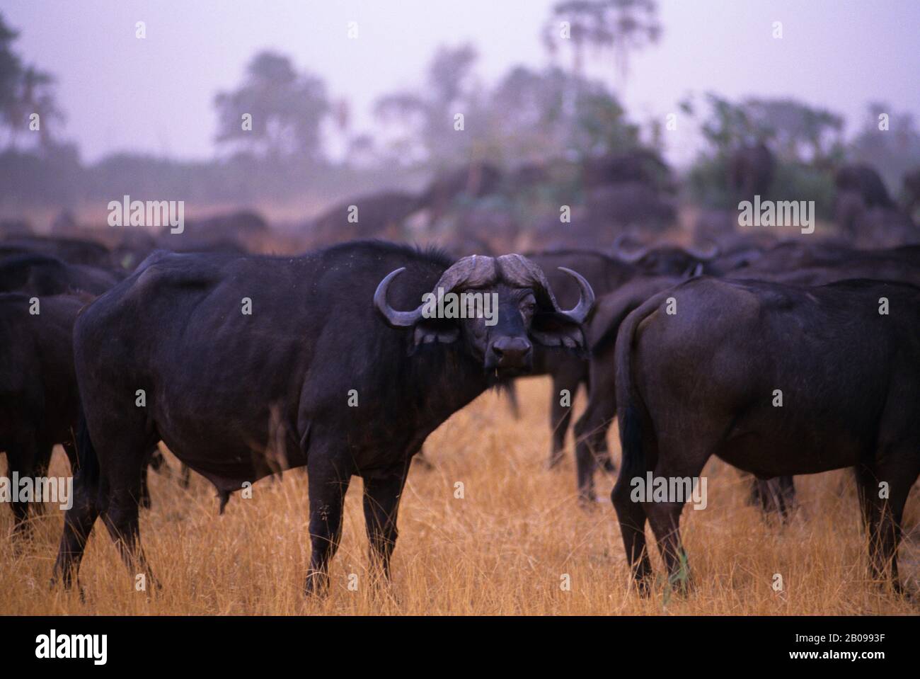 BOTSWANA, OKAVANGO DELTA, MOMBO ISLAND, CAPE BUFFALO HERD Stock Photo - Alamy
