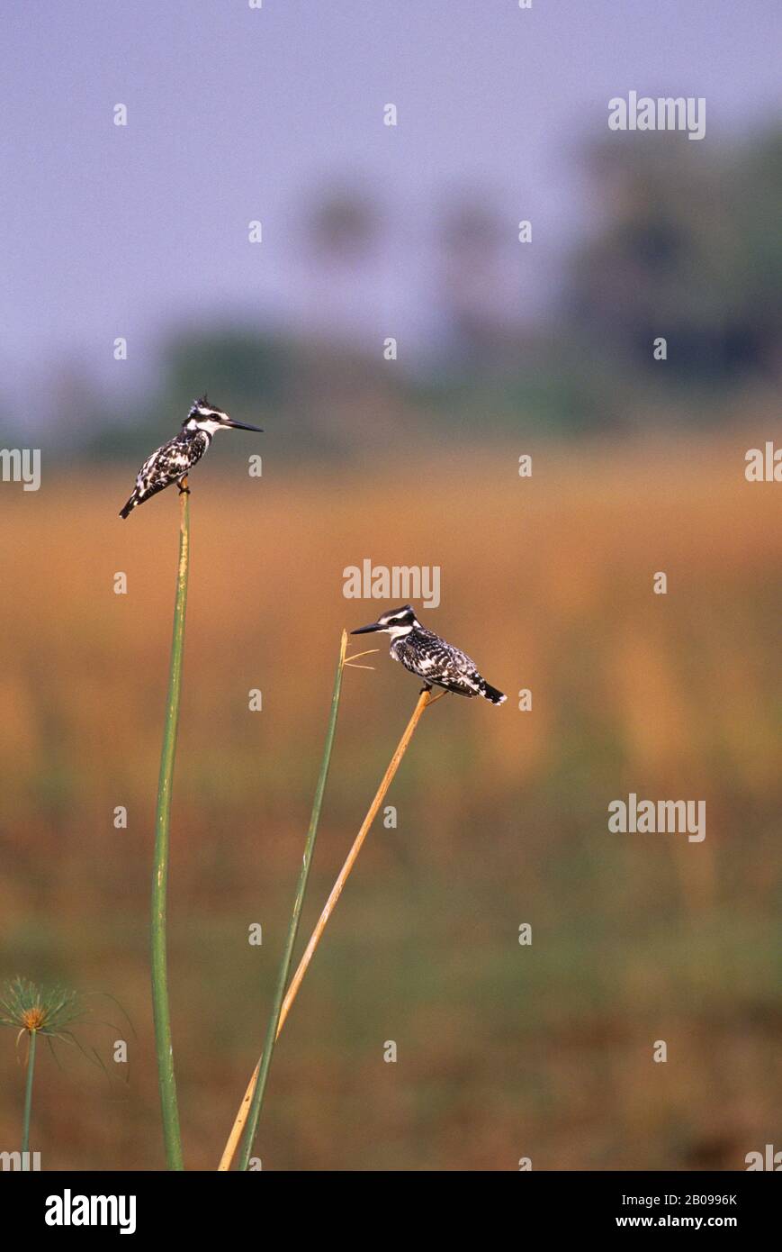 BOTSWANA, OKAVANGO DELTA, MOMBO ISLAND, PIED KINGFISHERS ON REEDS Stock ...