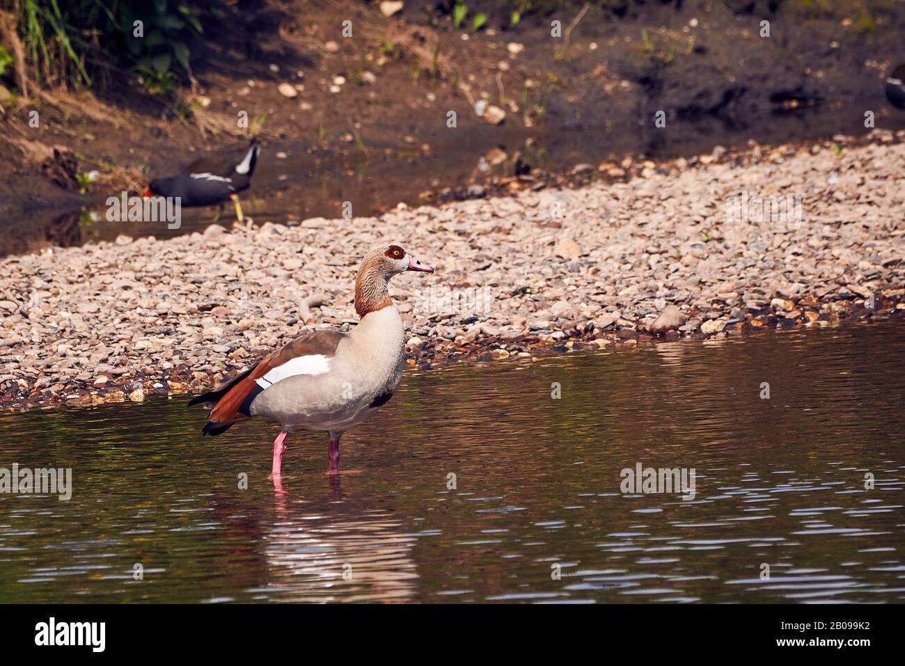 River roer hi-res stock photography and images - Alamy