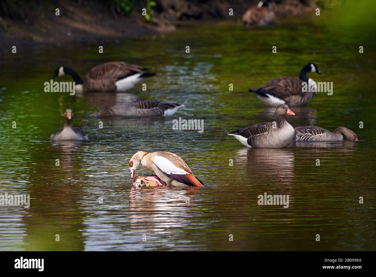 Egyptian geese Mating in Roer River Germany (Alopochen aegyptiaca Stock ...