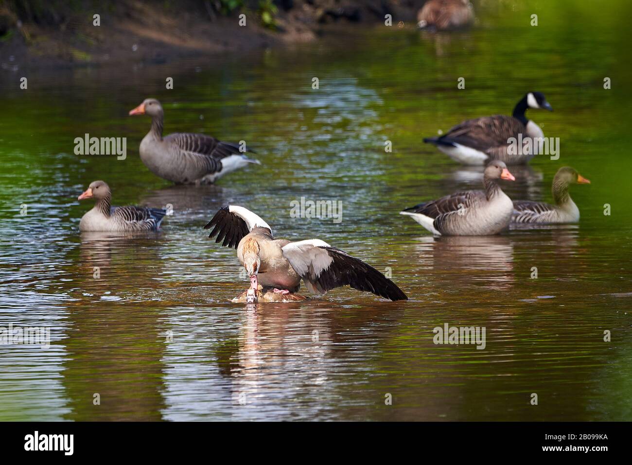 Egyptian geese Mating in Roer River Germany (Alopochen aegyptiaca Stock ...