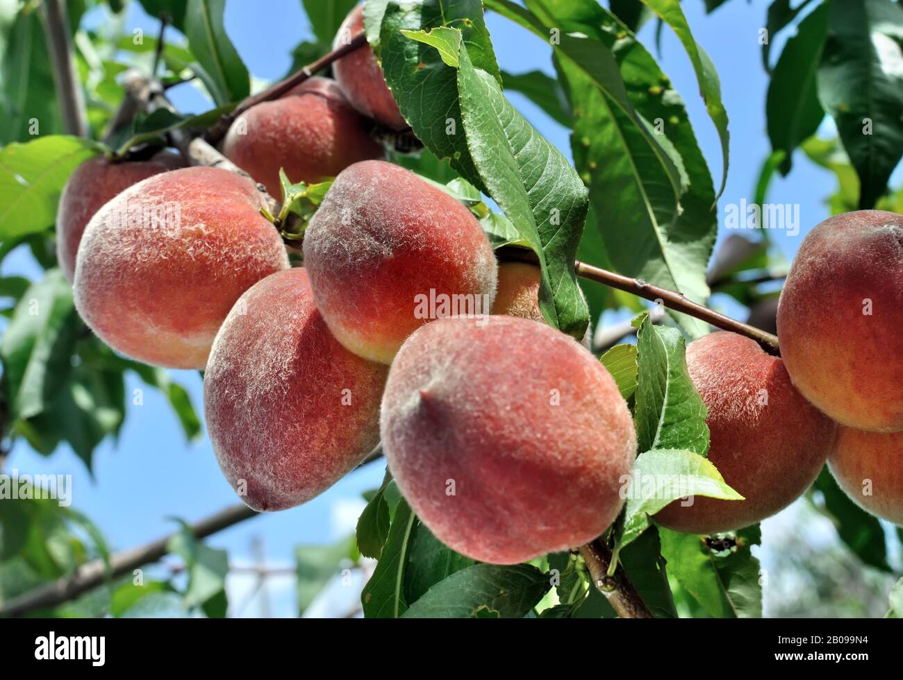 closeup of growing peaches on a tree in the orchard Stock Photo - Alamy