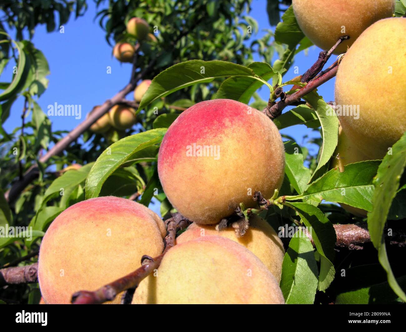 closeup of growing peaches on a tree in the orchard Stock Photo - Alamy