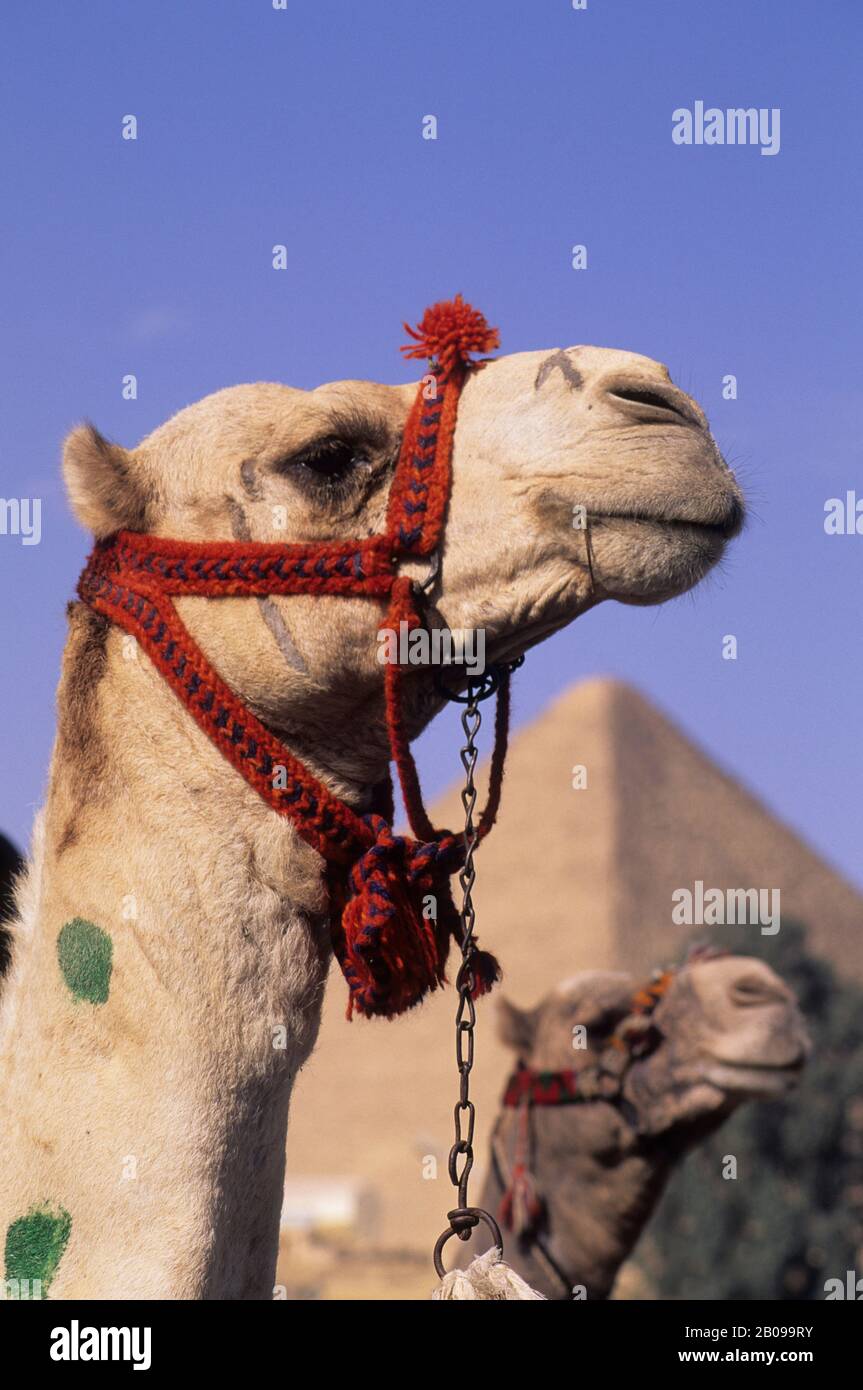 EGYPT, CAIRO, GIZA, CLOSE-UP OF CAMEL Stock Photo - Alamy