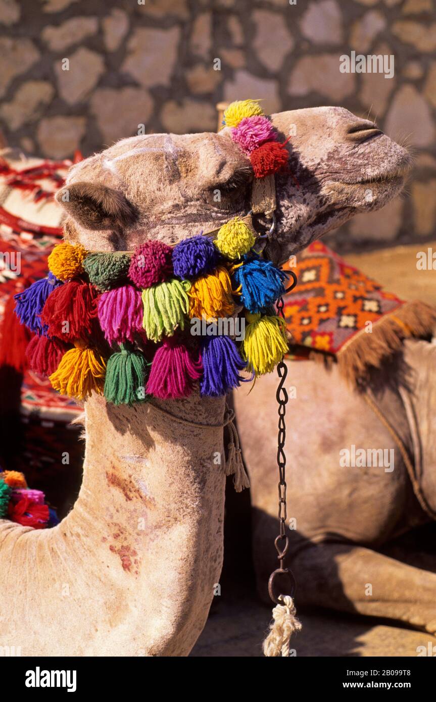 EGYPT, CAIRO, GIZA, CLOSE-UP OF CAMEL Stock Photo - Alamy