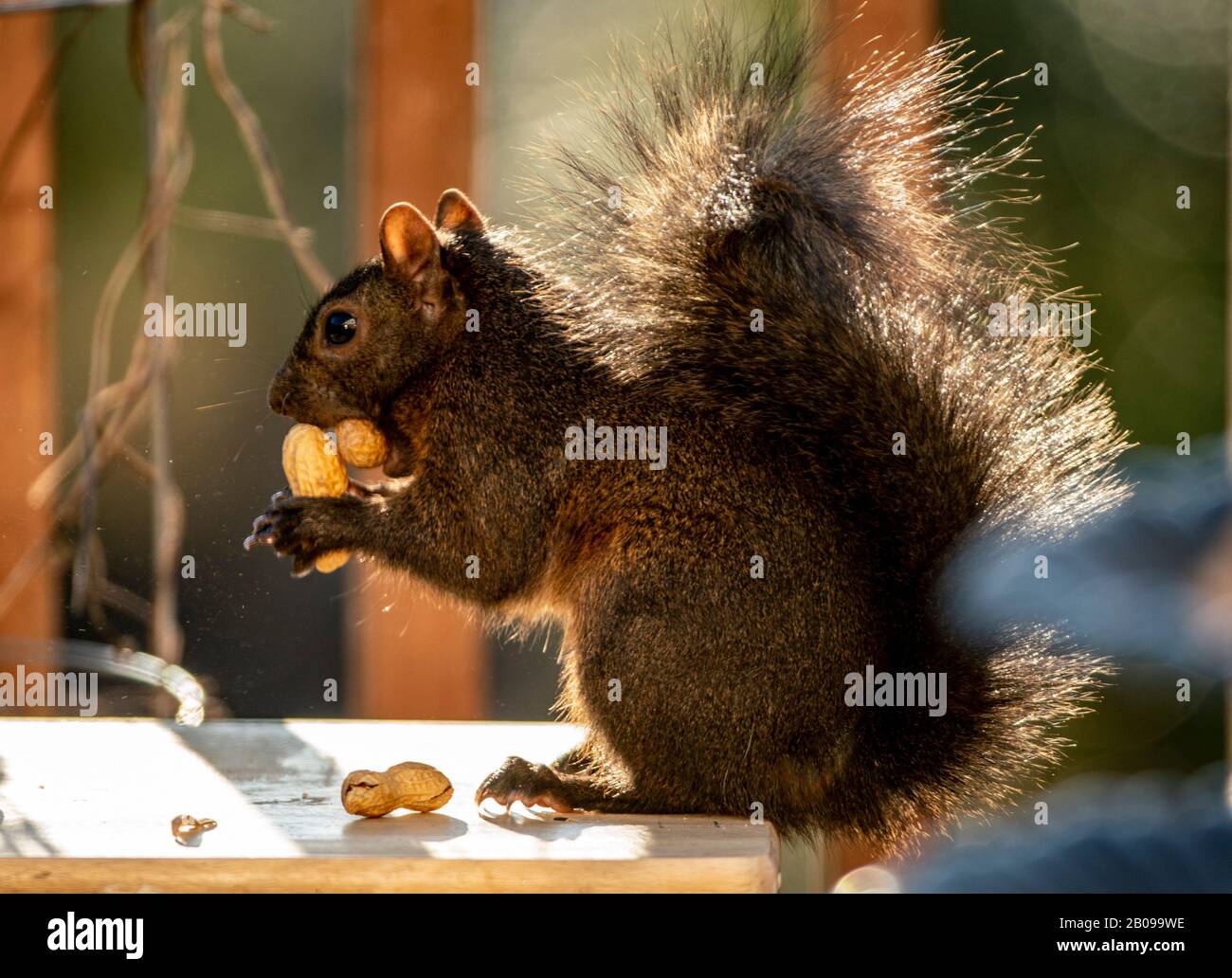 Two nuts hi-res stock photography and images - Alamy