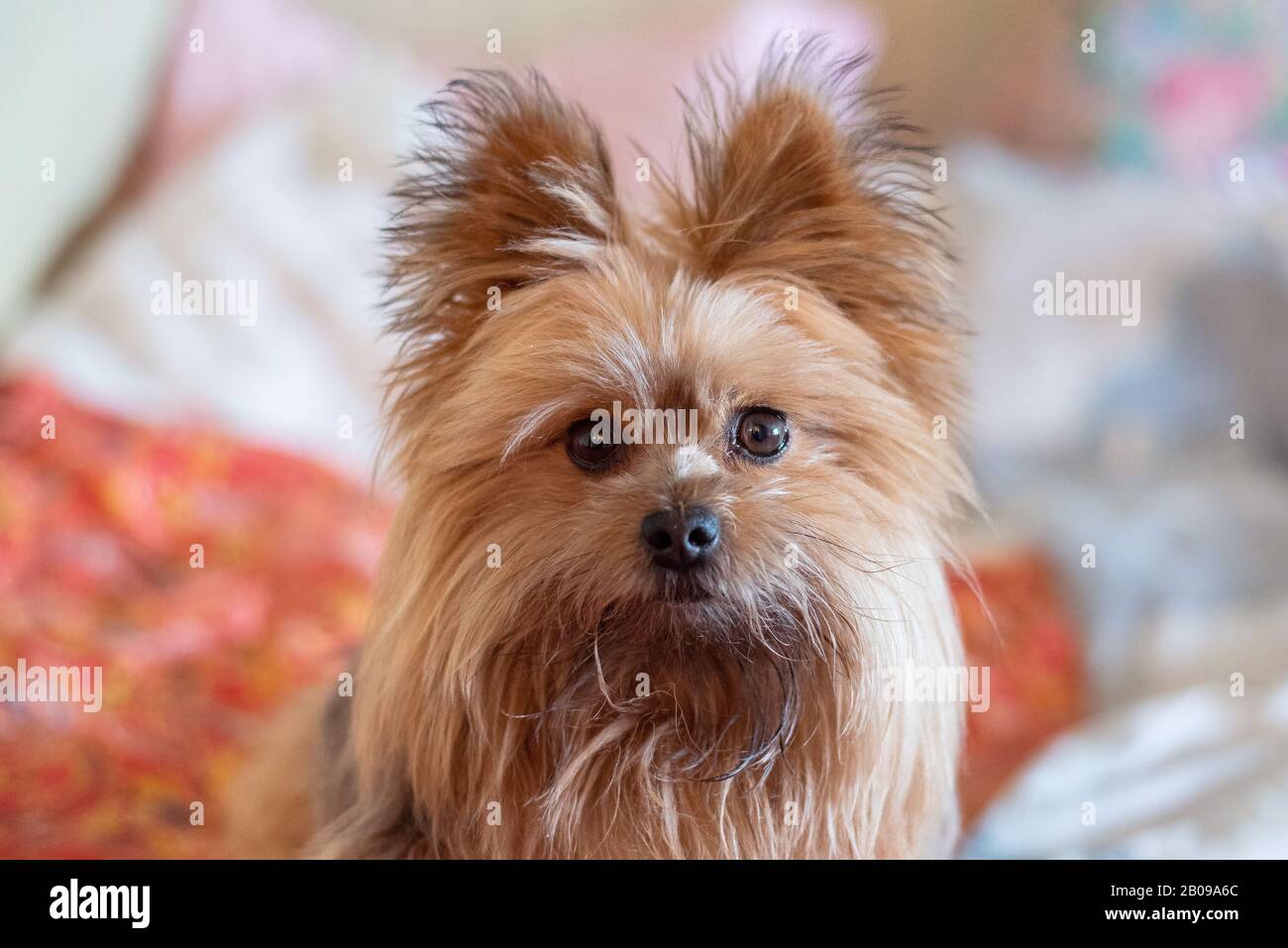 Yorkshire terrier cross hi-res stock photography and images - Alamy