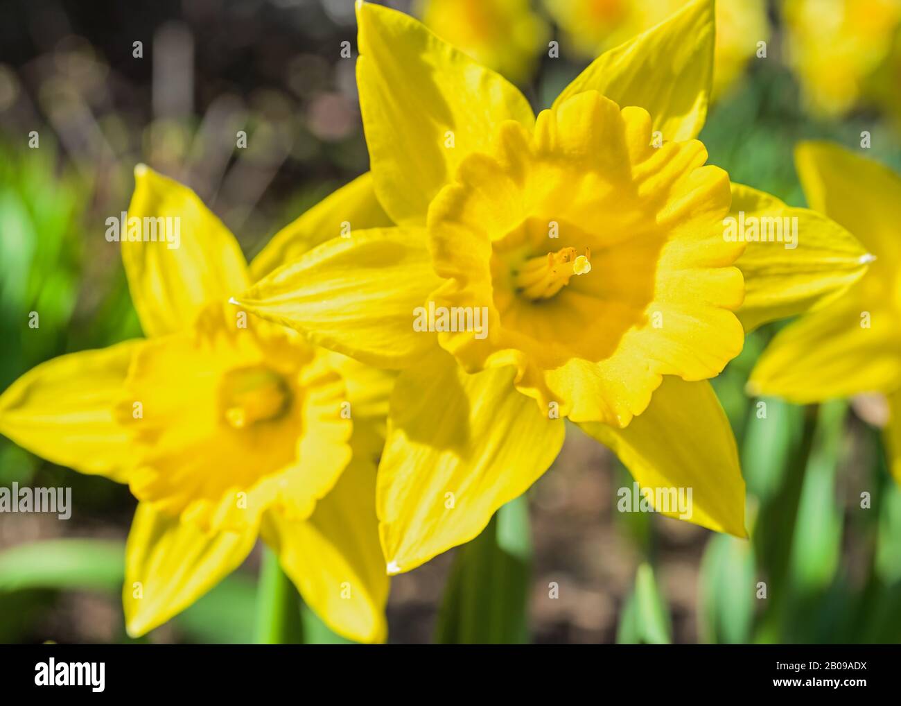 Yellow daffodil flower bloom in garden hi-res stock photography and ...