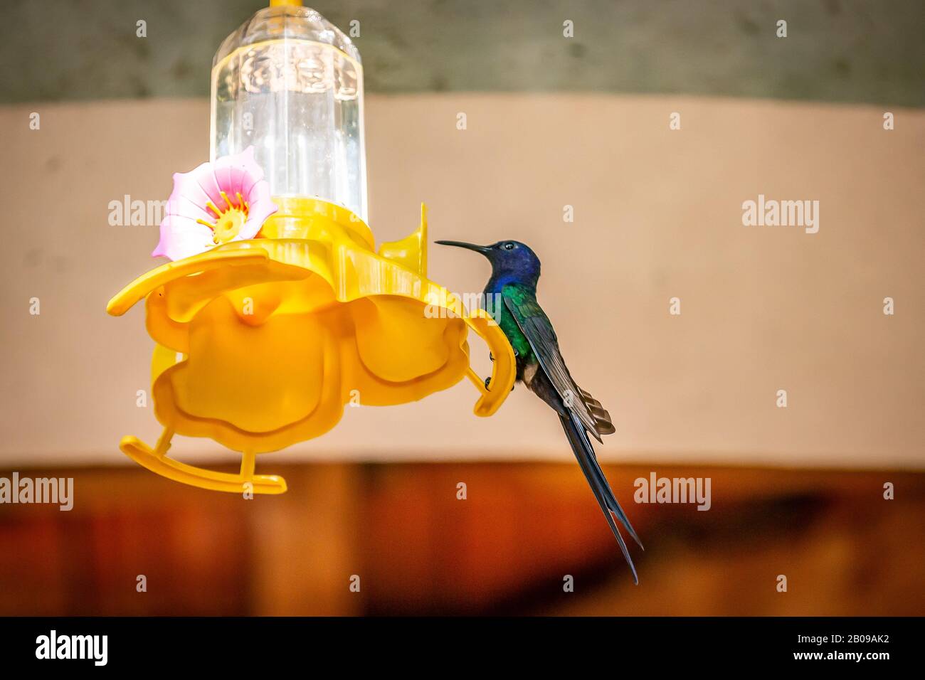 Swallow-tailed Hummingbird (Eupetomena macroura) AKA Beija-Flor Tesoura ...