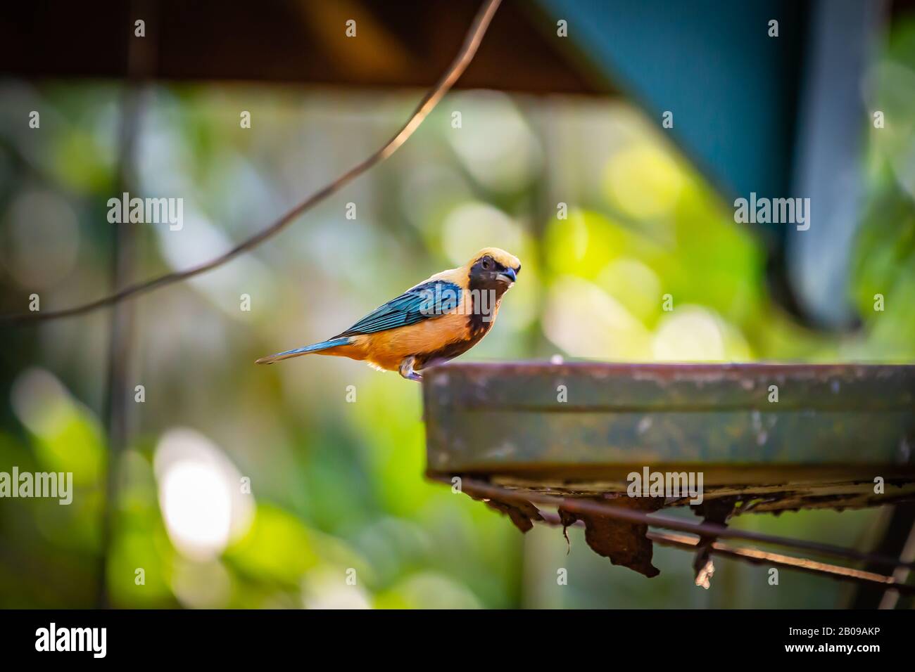 Saira hi-res stock photography and images - Alamy