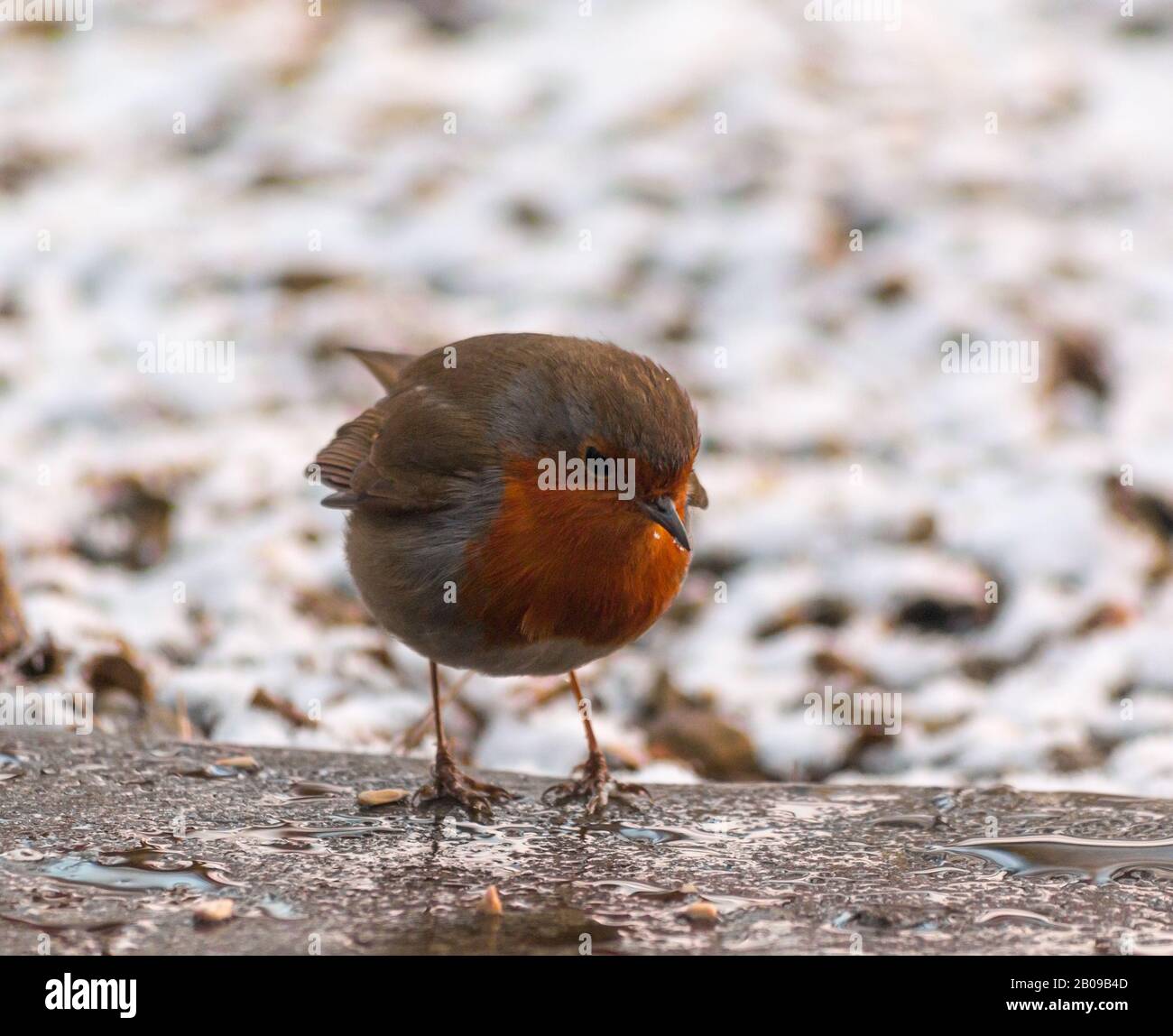 Little red robin hi-res stock photography and images - Alamy