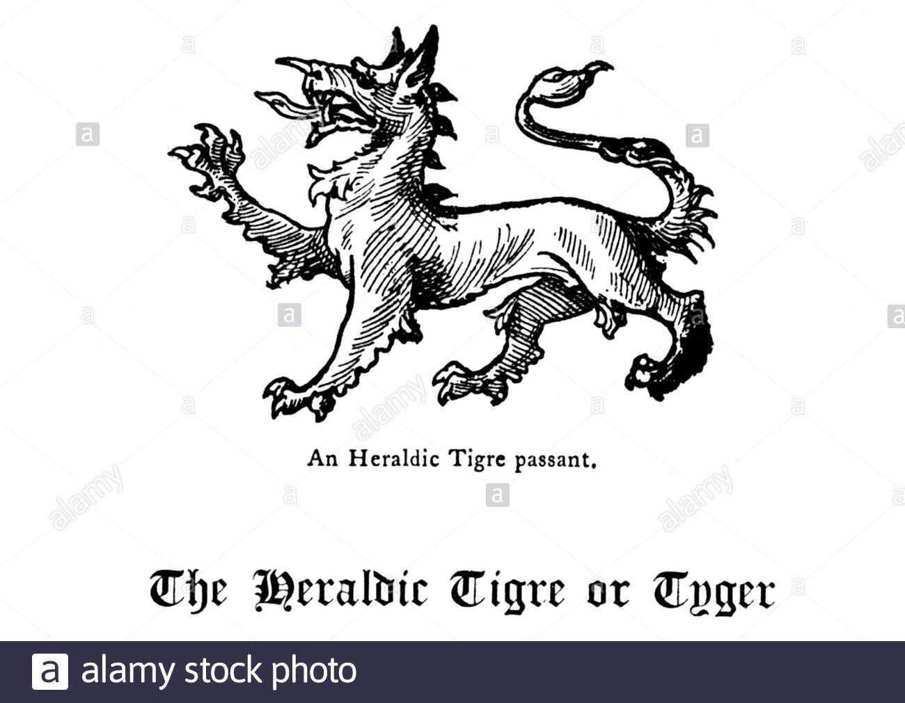 Heraldic Tigre Passant, vintage illustration from 1900 Stock Photo - Alamy