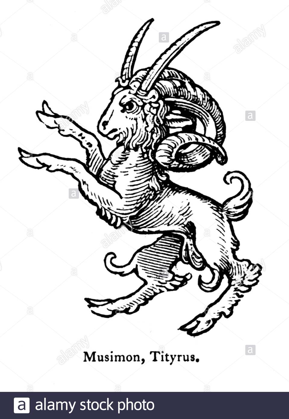 Musimon Tityrus, vintage illustration from 1900 Stock Photo - Alamy