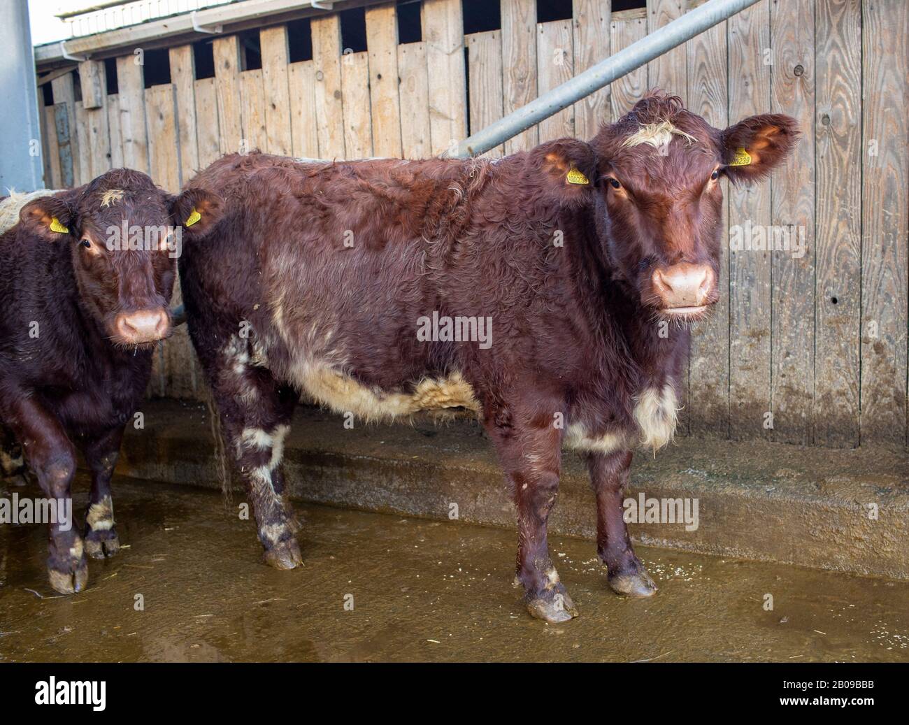 Durham Shorthorn Cattle Stock Photos & Durham Shorthorn Cattle Stock ...
