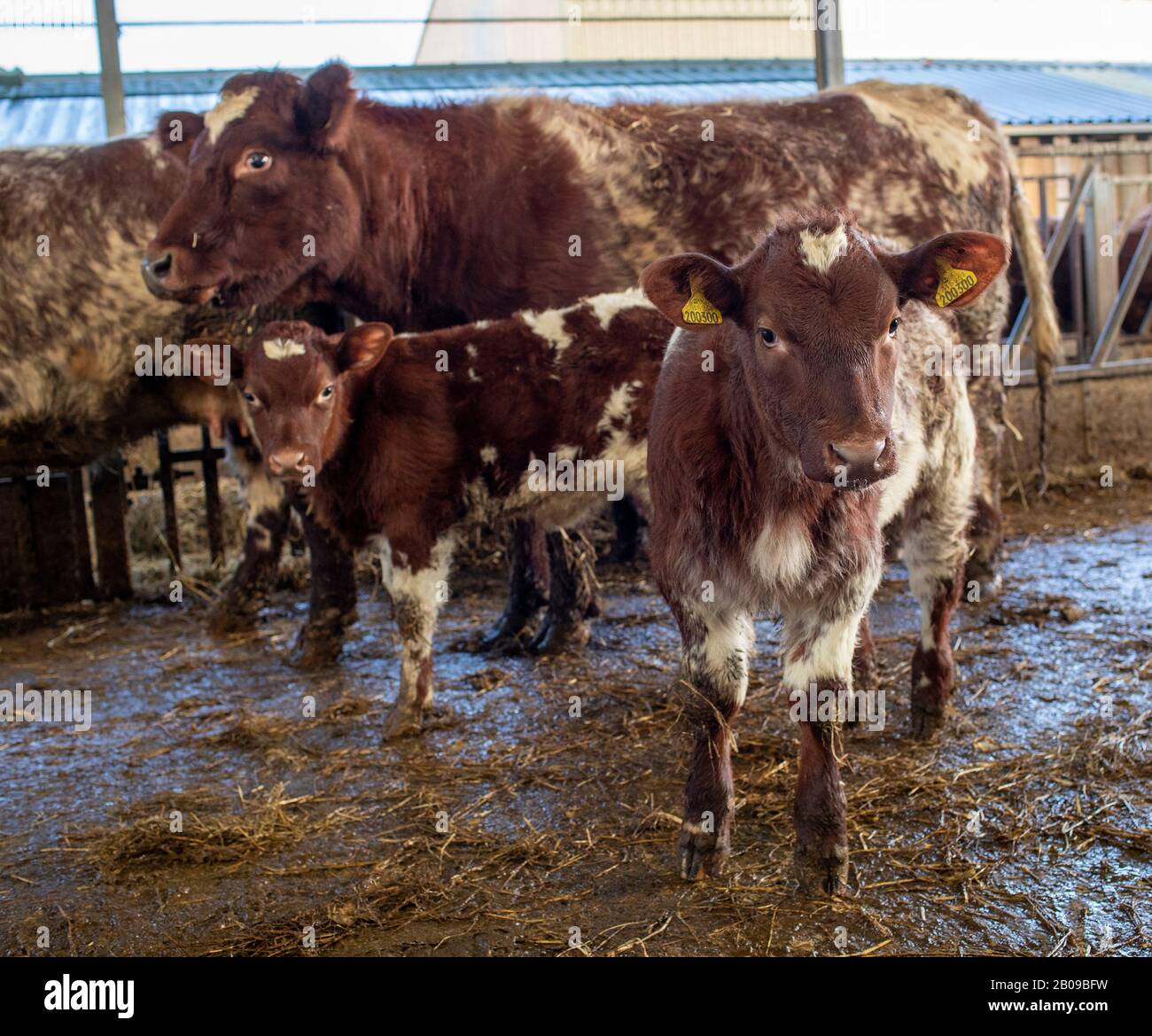 Dairy Shorthorn Cow High Resolution Stock Photography and Images - Alamy