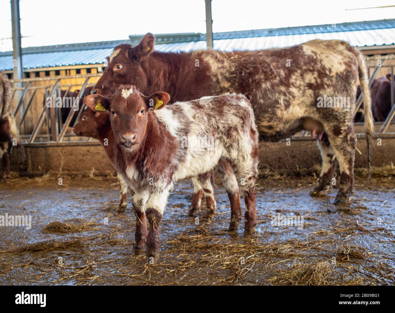 Durham Shorthorn Cattle Stock Photos & Durham Shorthorn Cattle Stock ...