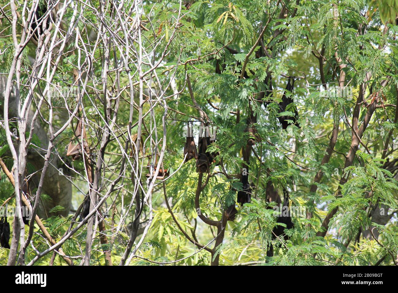 Australian native bats hi-res stock photography and images - Alamy