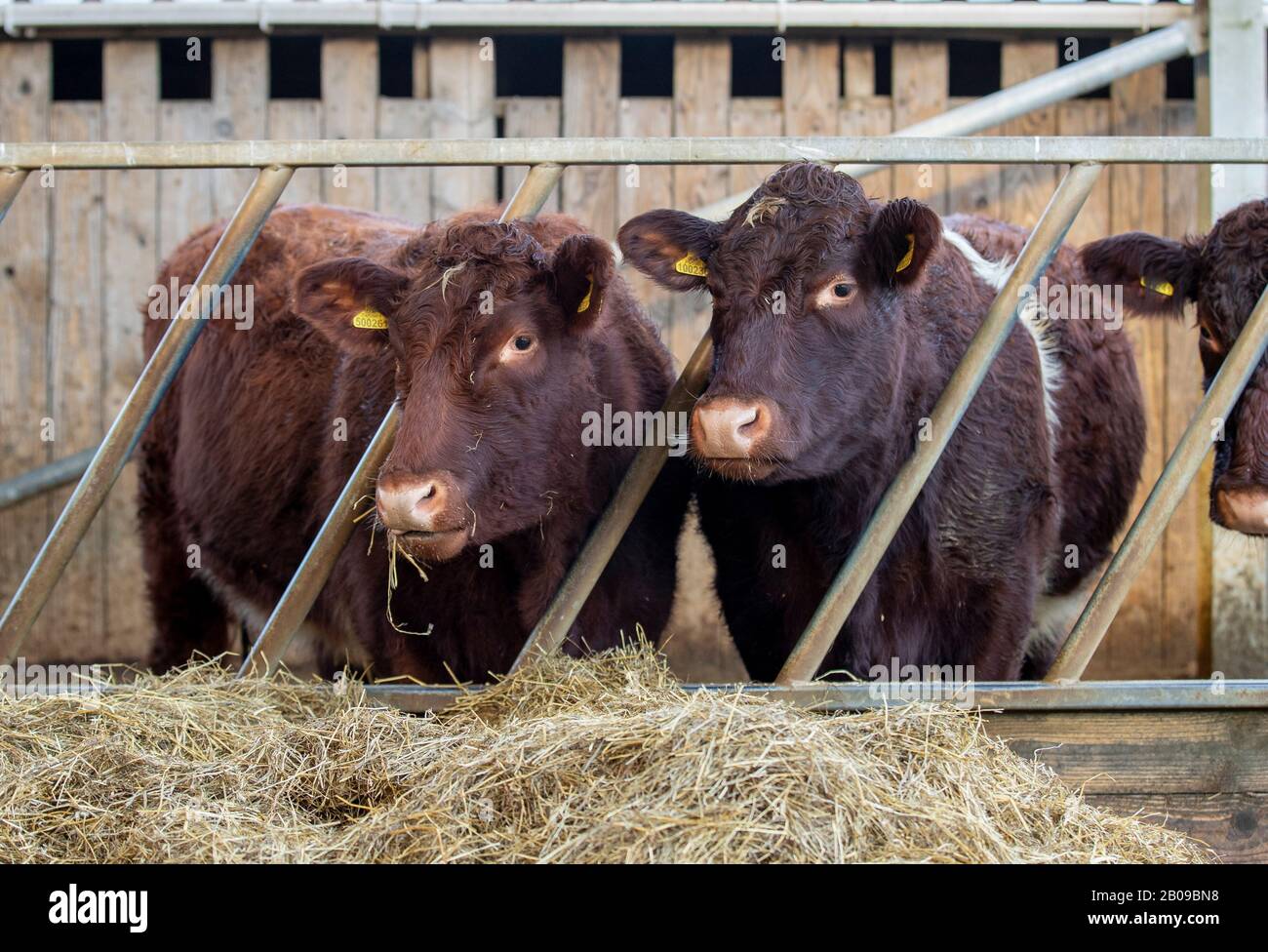 Durham Shorthorn Cattle Stock Photos & Durham Shorthorn Cattle Stock ...