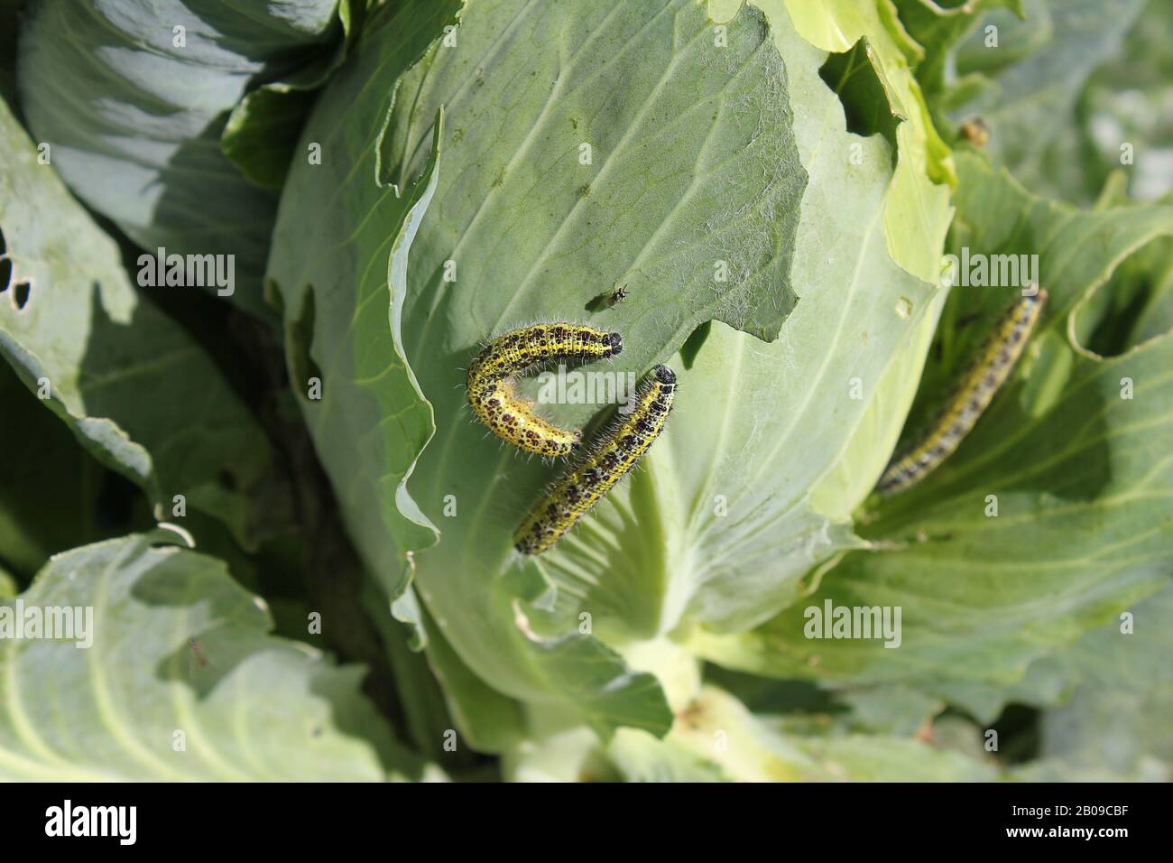 Cabbage white caterpillar macro hi-res stock photography and images - Alamy
