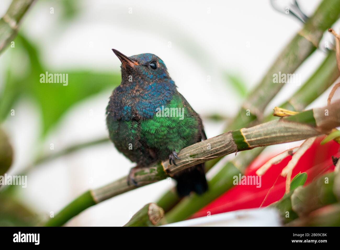 Hummingbird standing in a branch Stock Photo - Alamy