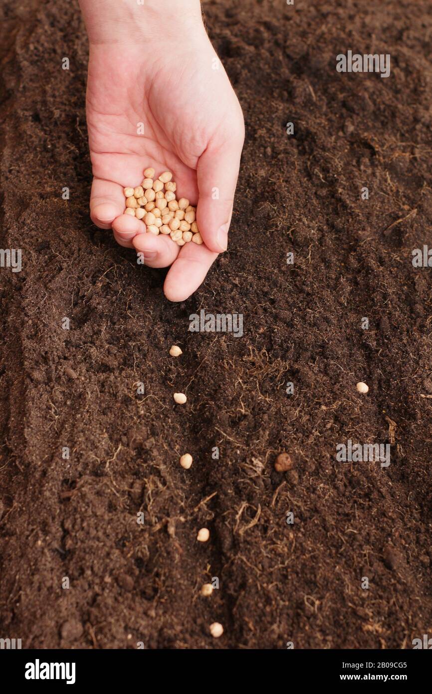 Seeding soil hi-res stock photography and images - Alamy