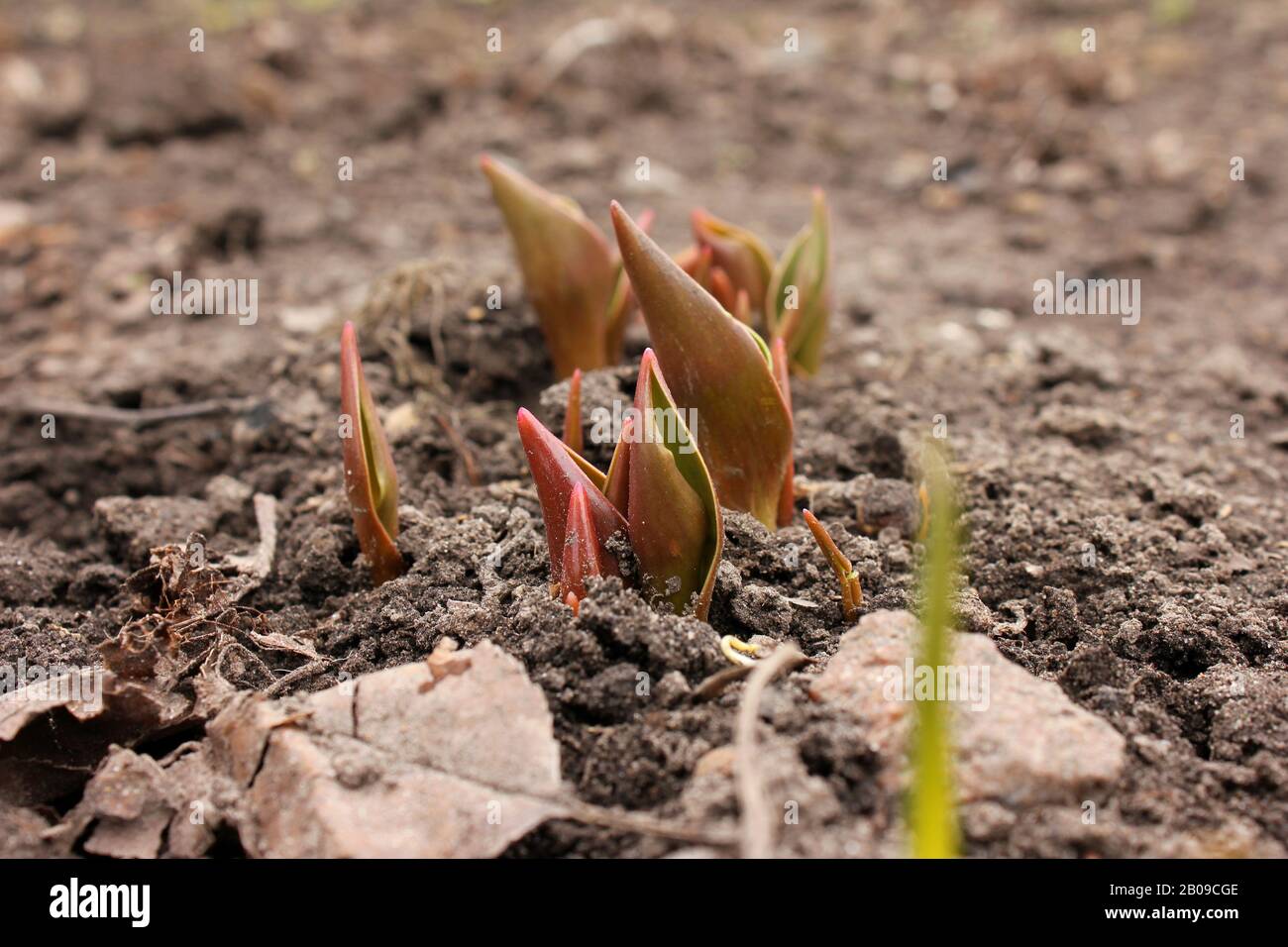 Young germinate seedling tulips growing from the earth soil Stock Photo ...