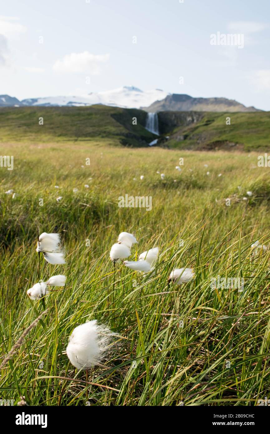 Grass blowing in wind front hi-res stock photography and images - Alamy