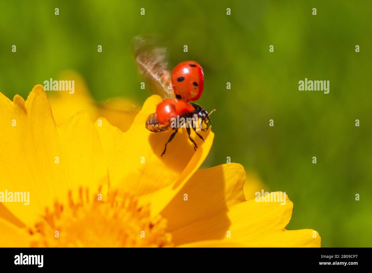 Ladybug flying not wing hi-res stock photography and images - Alamy