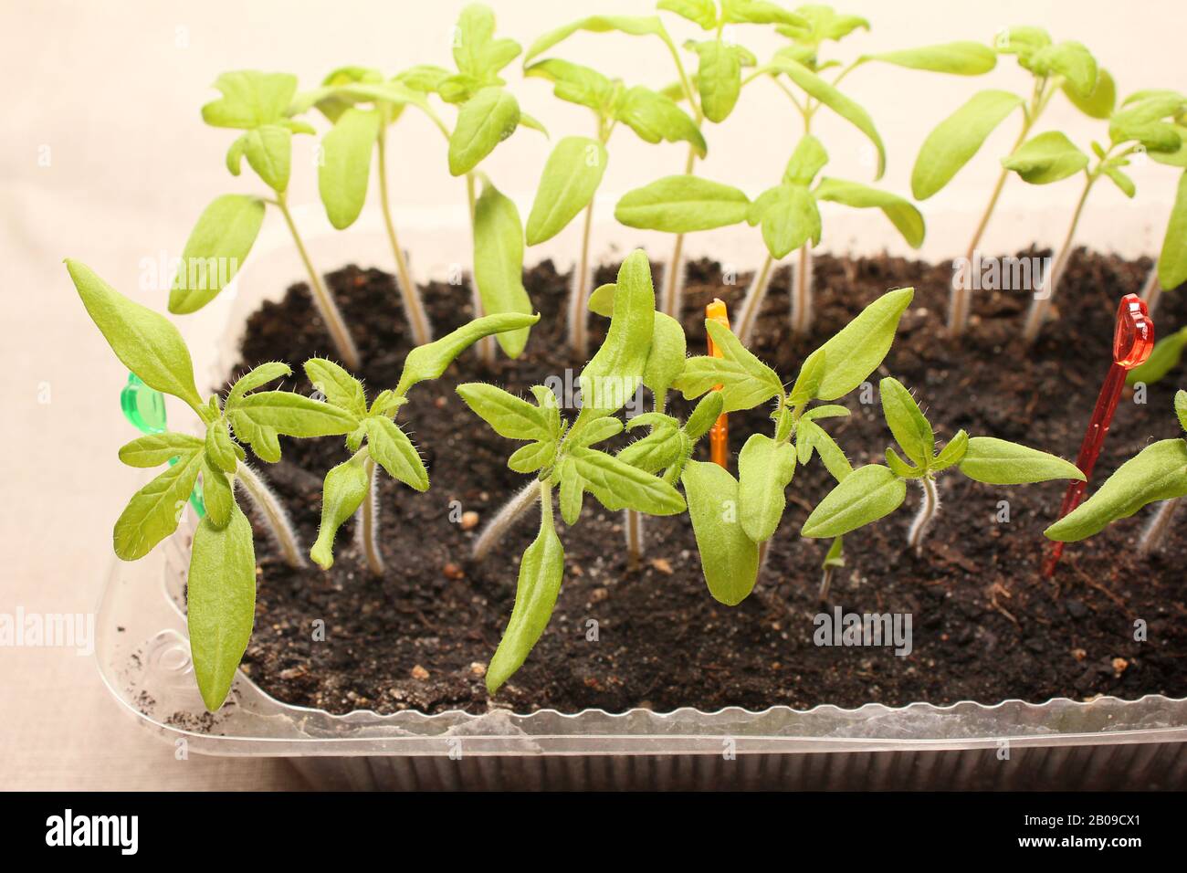 Transplanting tomato seedlings with gardens tools Stock Photo - Alamy