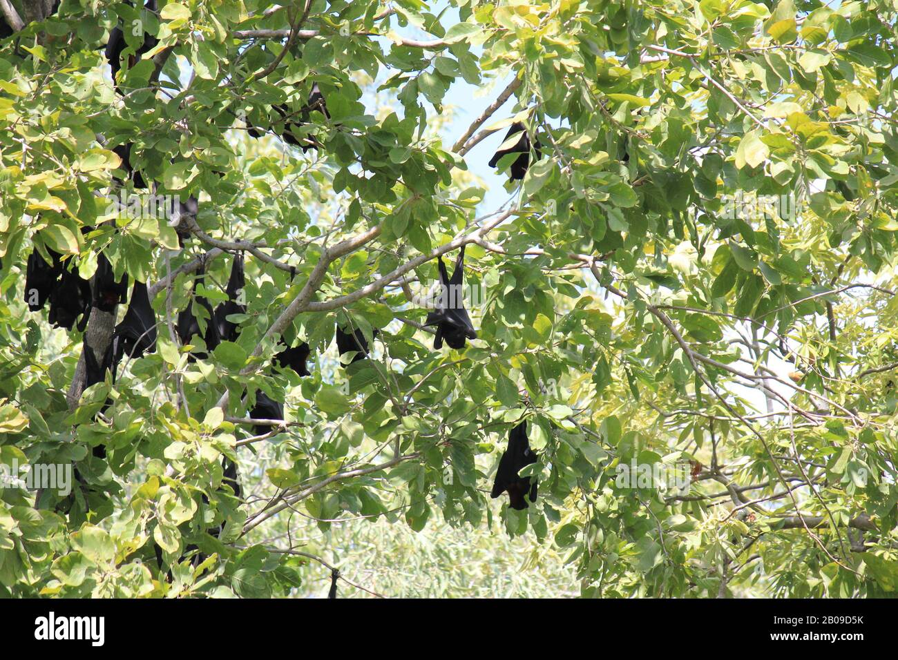 Australian native bats hi-res stock photography and images - Alamy