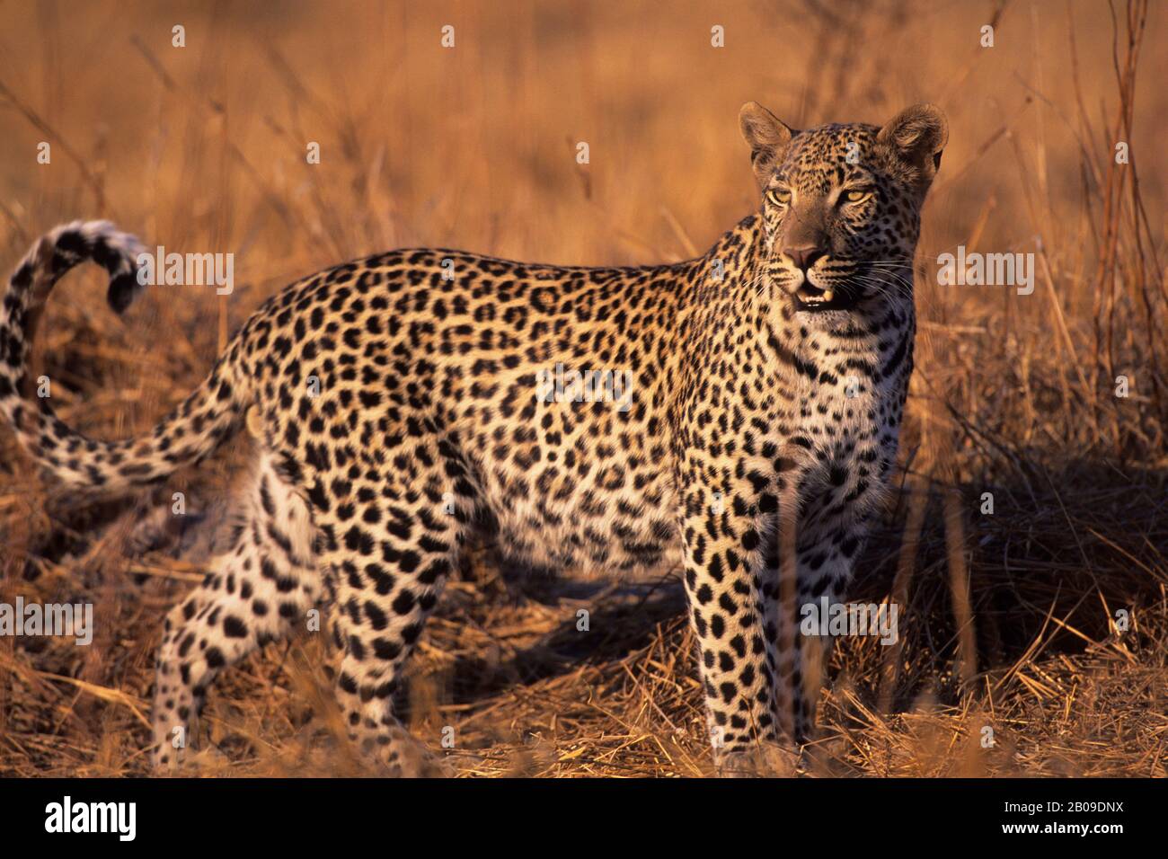 Botswana leopard cub hi-res stock photography and images - Alamy
