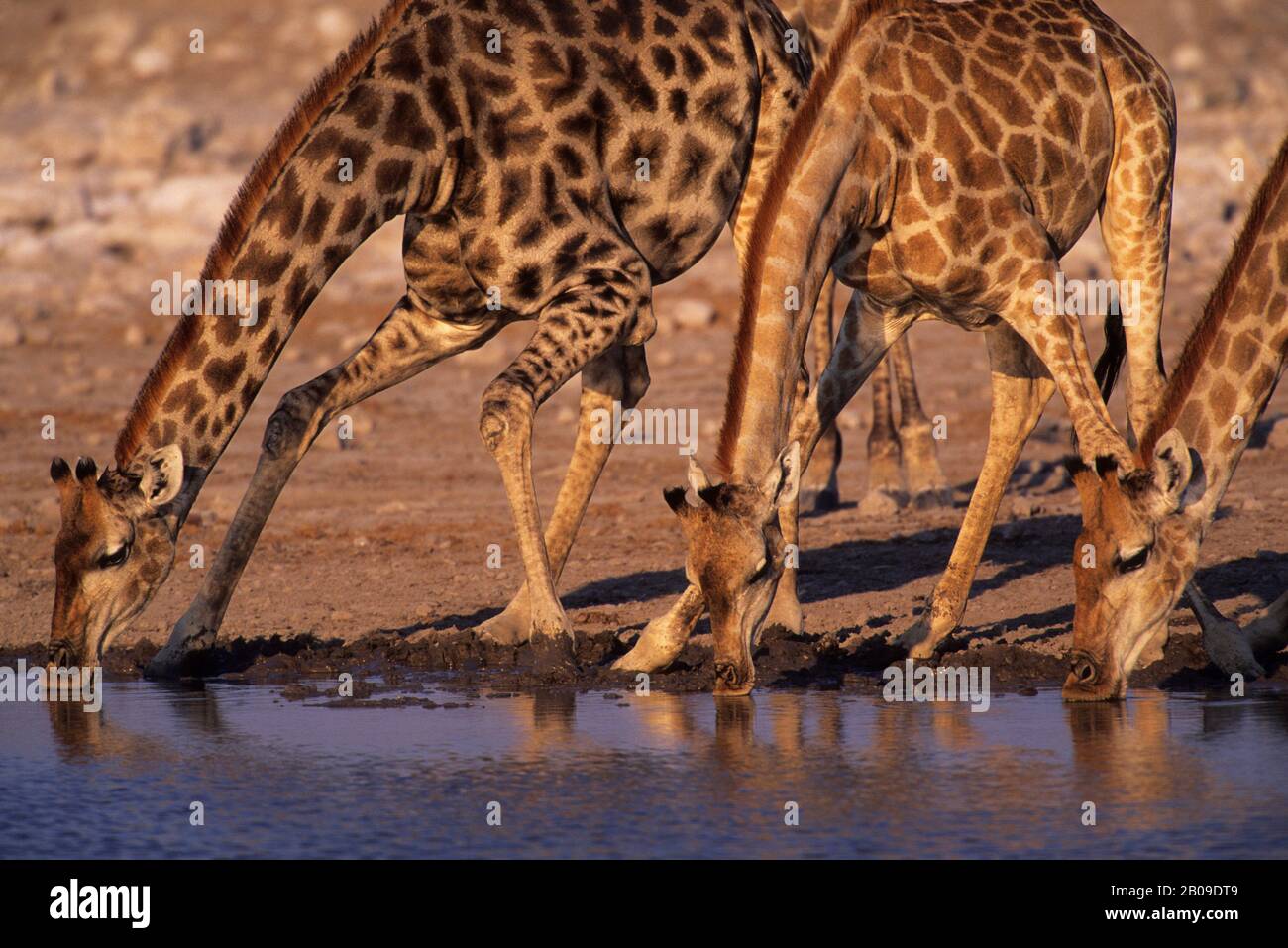 NAMIBIA,ETOSHA NAT'L PARK, GIRAFFES AT WATERHOLE, DRINKING Stock Photo ...